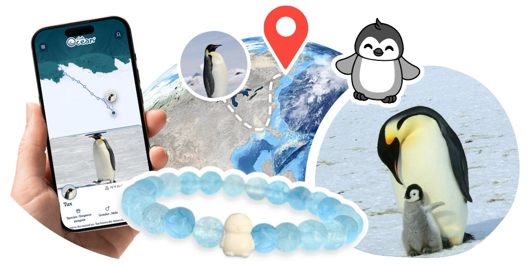 Penguin Tracking Bracelet – ClubOcean